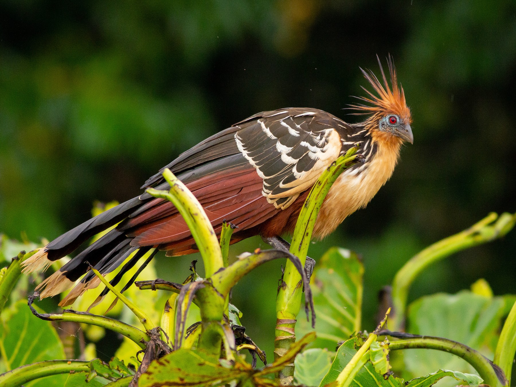 Amazon Rainforest Birds | Top Species to Spot on Your Trip