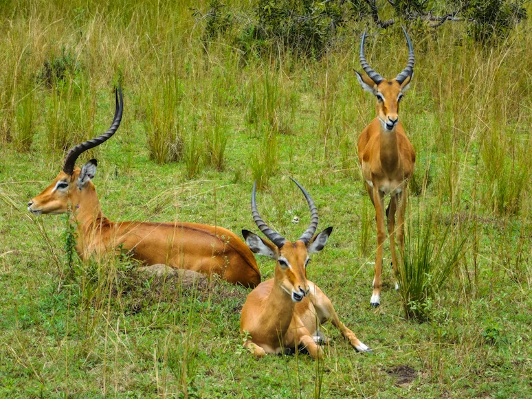 Top 20 Things to Do in Madagascar for Wildlife & Wonders